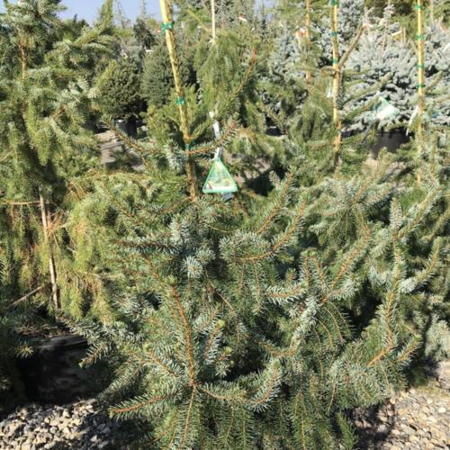 Serbian Spruce (Picea omorika 'Gotelli Weeping') in the Spruces ...