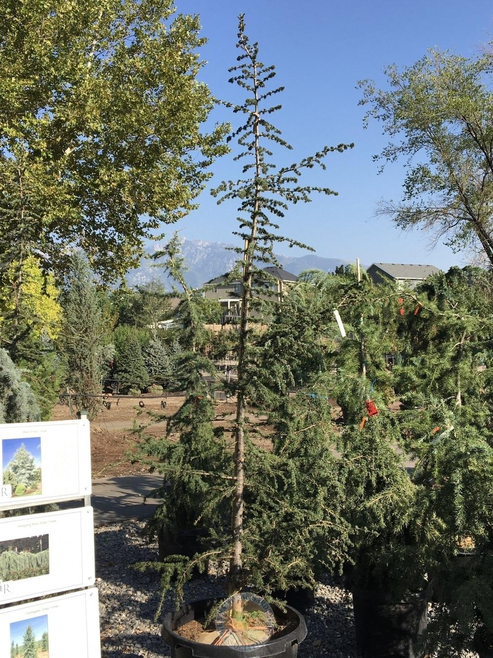 Cedrus libani var. brevifolia 'Treveron' - Garden.org