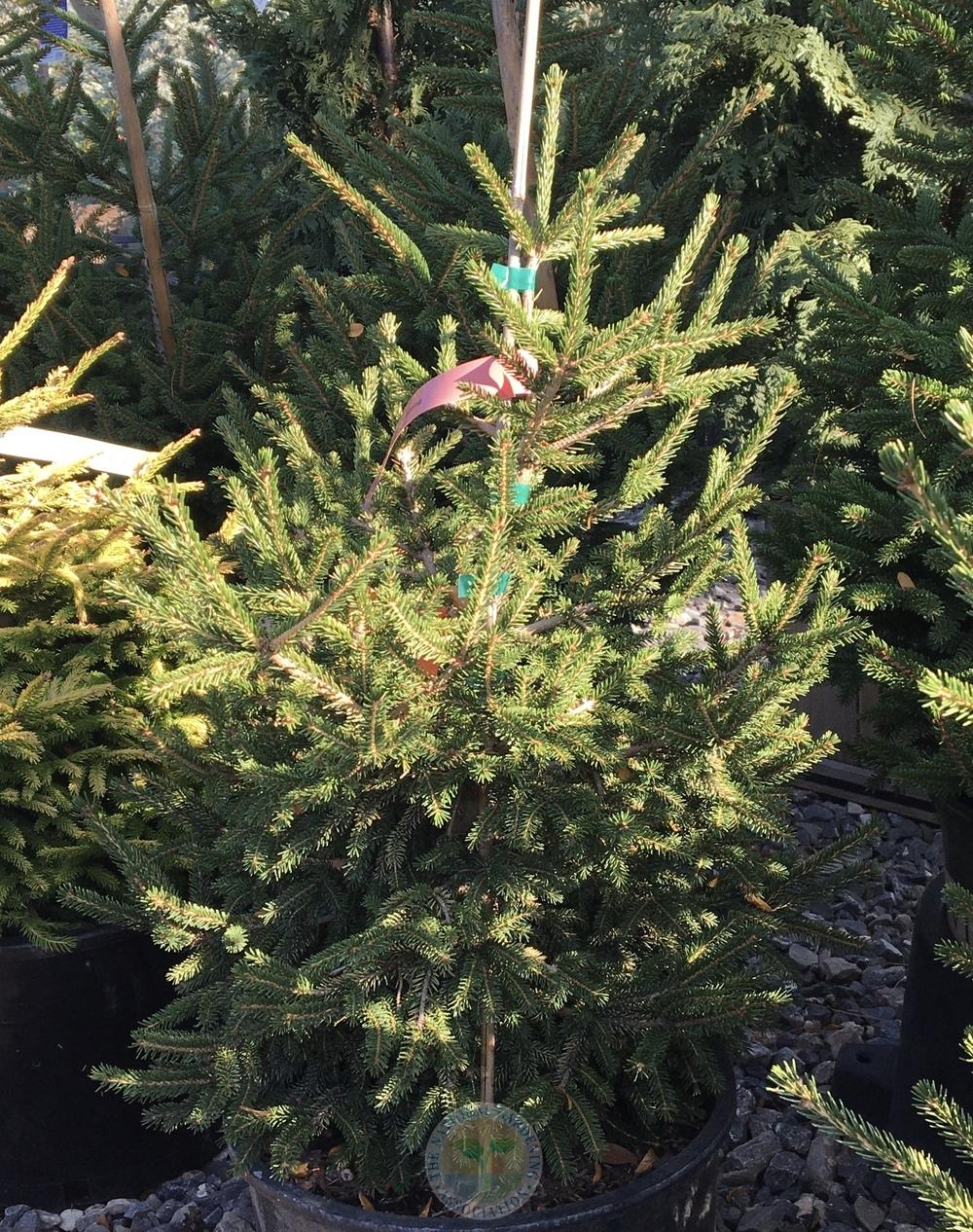 Spruce (Picea orientalis 'Silver Seedling') in the Spruces Database ...