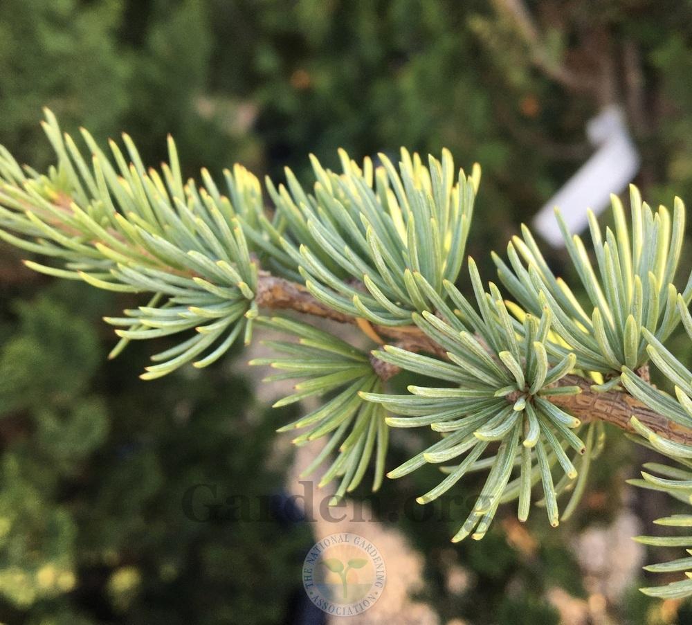 Cedar of Lebanon (Cedrus libani var. libani 'Stenocoma') - Garden.org