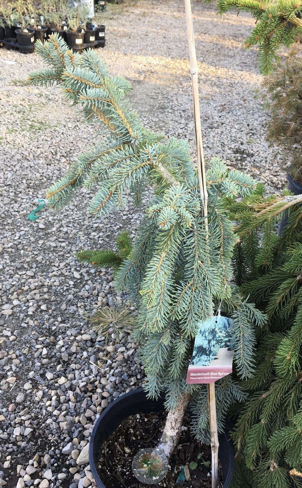 Weeping Blue Spruce (Picea pungens Slenderina®) in the Spruces Database ...