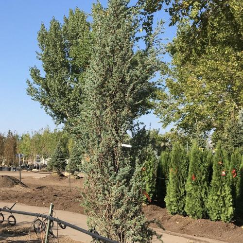 Silver Atlas Cedar (Cedrus atlantica 'Argentea Fastigiata') - Garden.org