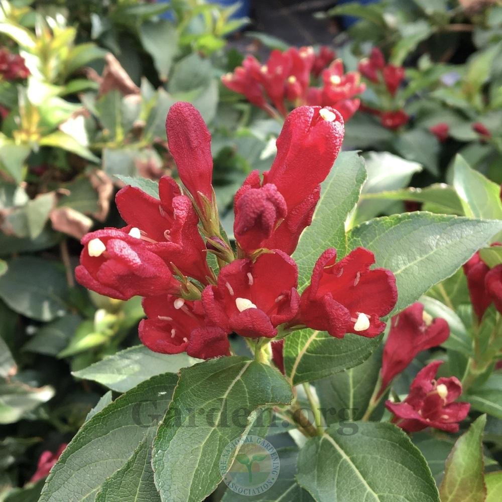 Weigela Date Night™ Maroon Swoon® - Garden.org