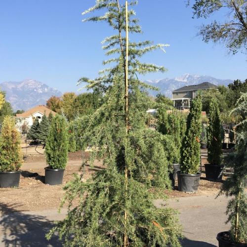 Deodar Cedar (Cedrus deodara 'Gold Cone') - Garden.org