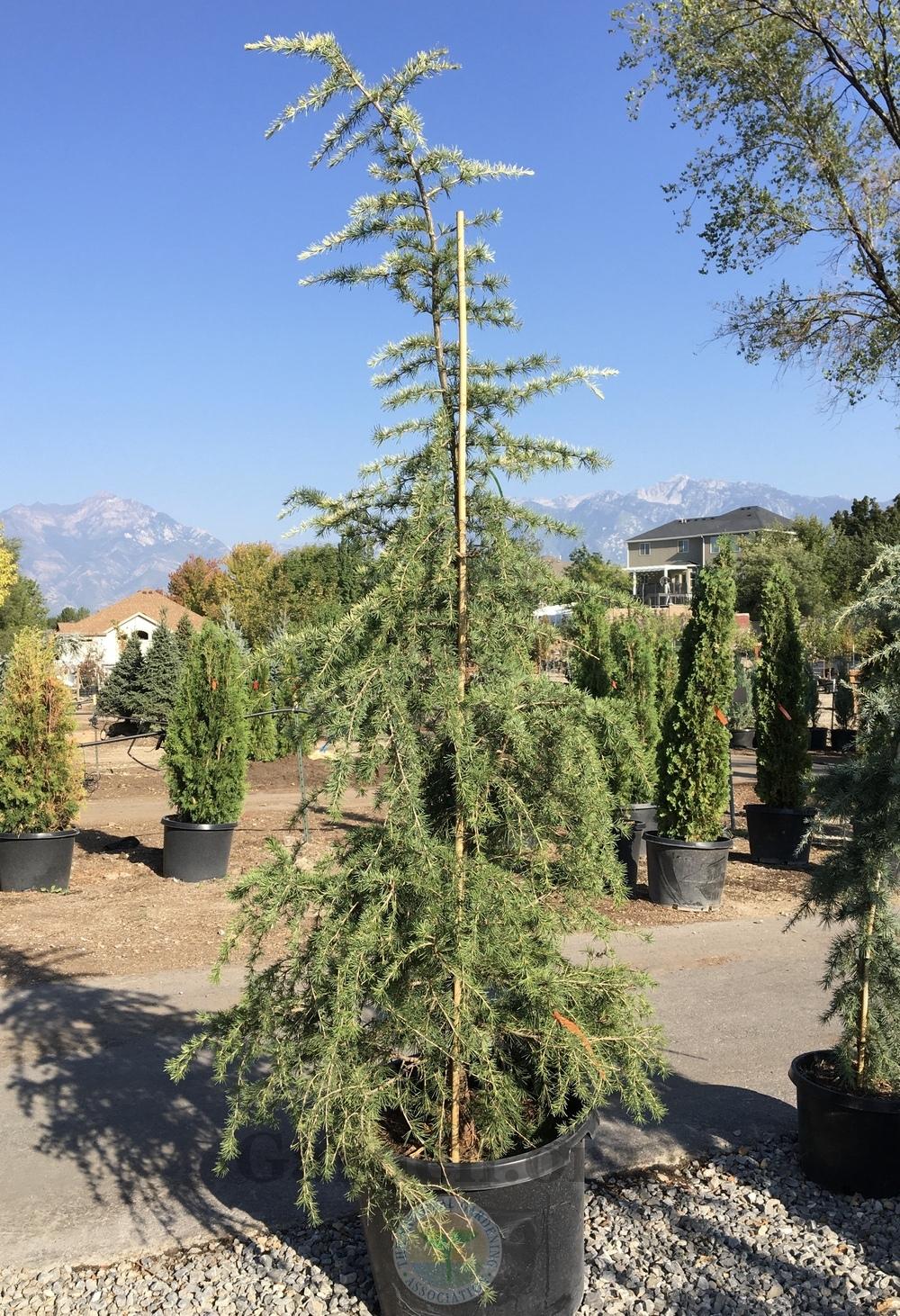 Deodar Cedar (Cedrus deodara 'Gold Cone') - Garden.org