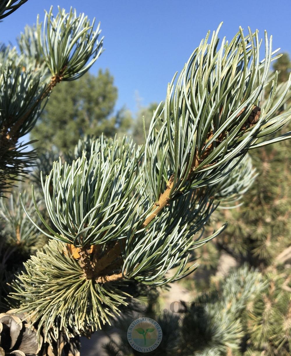 Japanese White Pine (Pinus parviflora 'Cleary') - Garden.org