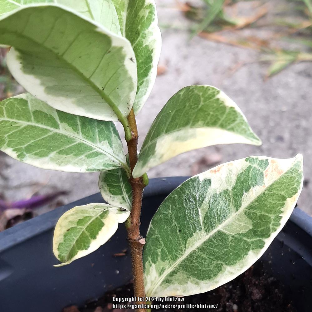 Variegated Star Jasmine (Trachelospermum jasminoides 'Variegatum ...