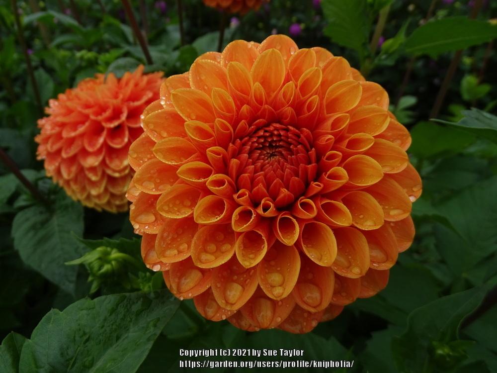Photo of the bloom of Dahlia 'Ruth Ann' posted by kniphofia - Garden.org