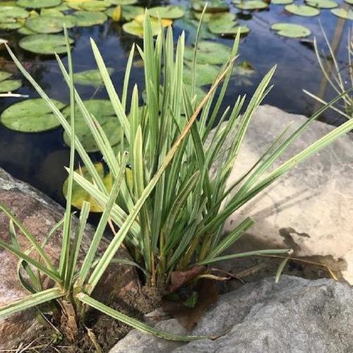 Variegated Cattail (Typha latifolia 'Variegata') - Garden.org