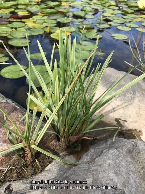 Variegated Cattail (Typha latifolia 'Variegata') - Garden.org