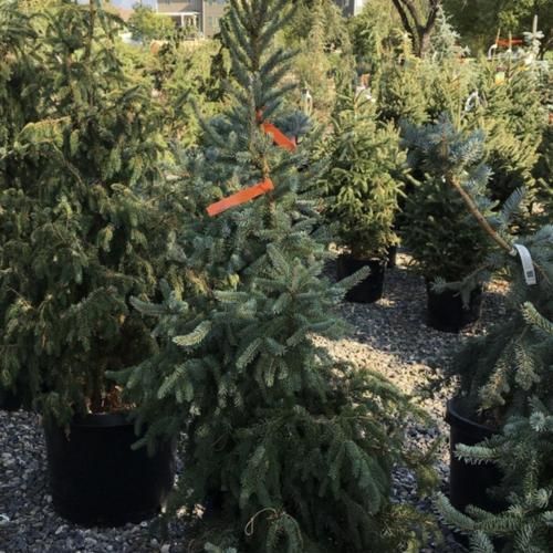 Serbian Spruce (Picea omorika 'Riverside') in the Spruces Database ...