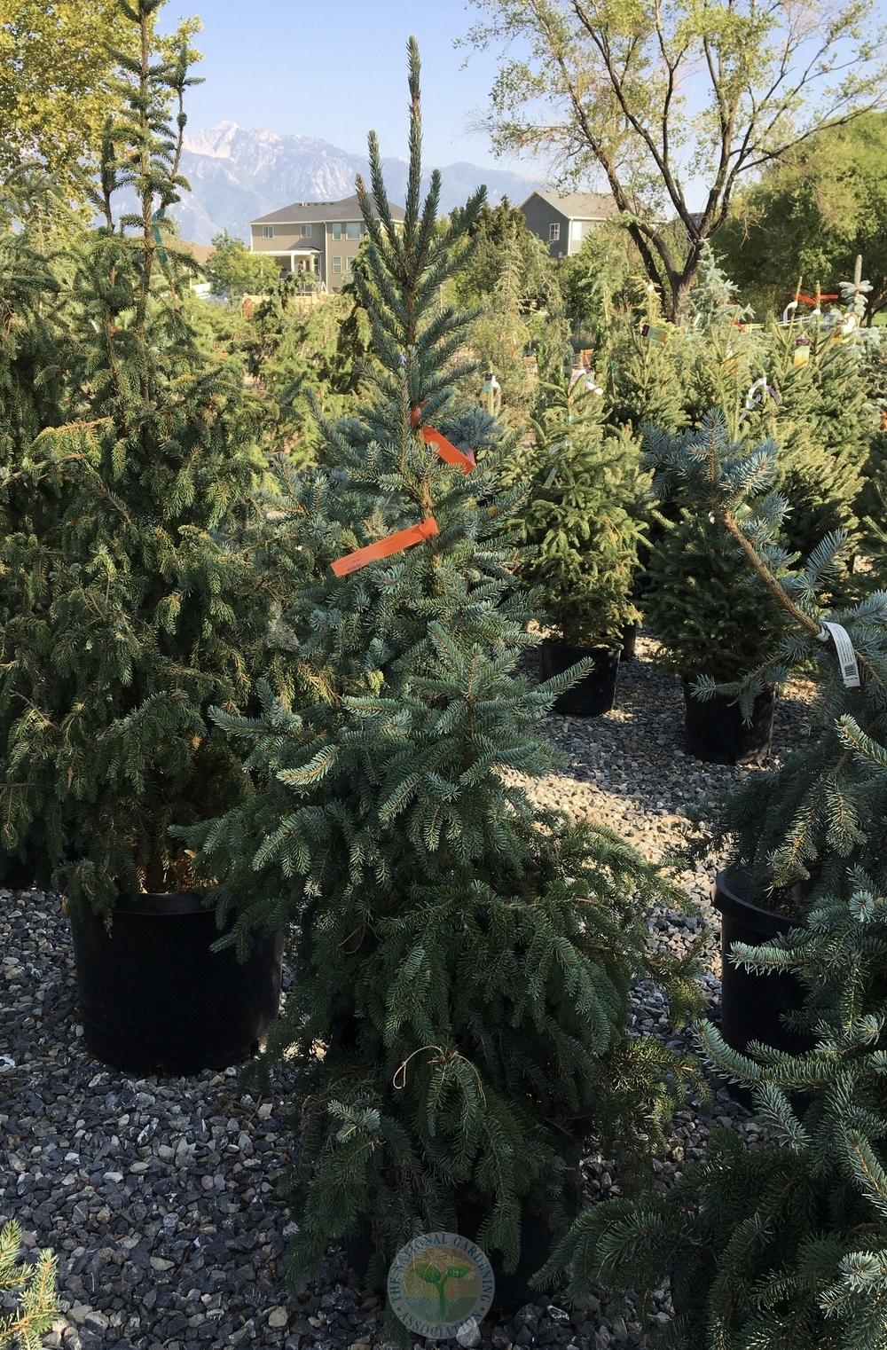Serbian Spruce (Picea omorika 'Riverside') in the Spruces Database ...