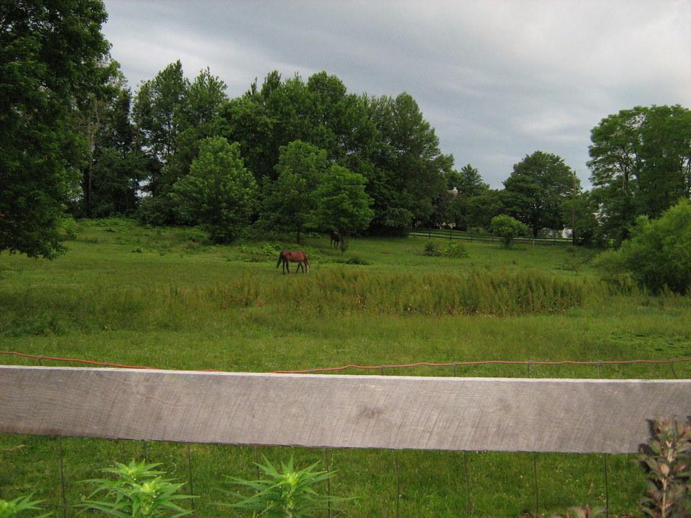 Pollinator Prairie Project in the Native Habitats forum - Garden.org