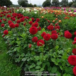 Dahlia 'Blyton Lady in Red' in the Dahlias Database - Garden.org