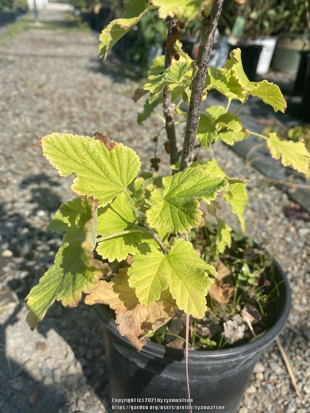 Gooseberry (Ribes uva-crispa 'Little Ben') in the Currants and ...