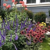 The National Gardening Association