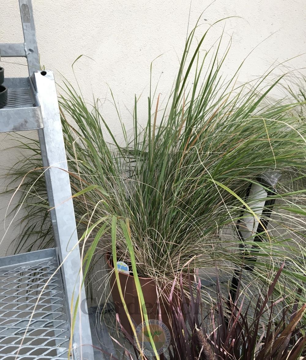 New Zealand Wind Grass (Anemanthele lessoniana ColorGrass® Sirocco ...