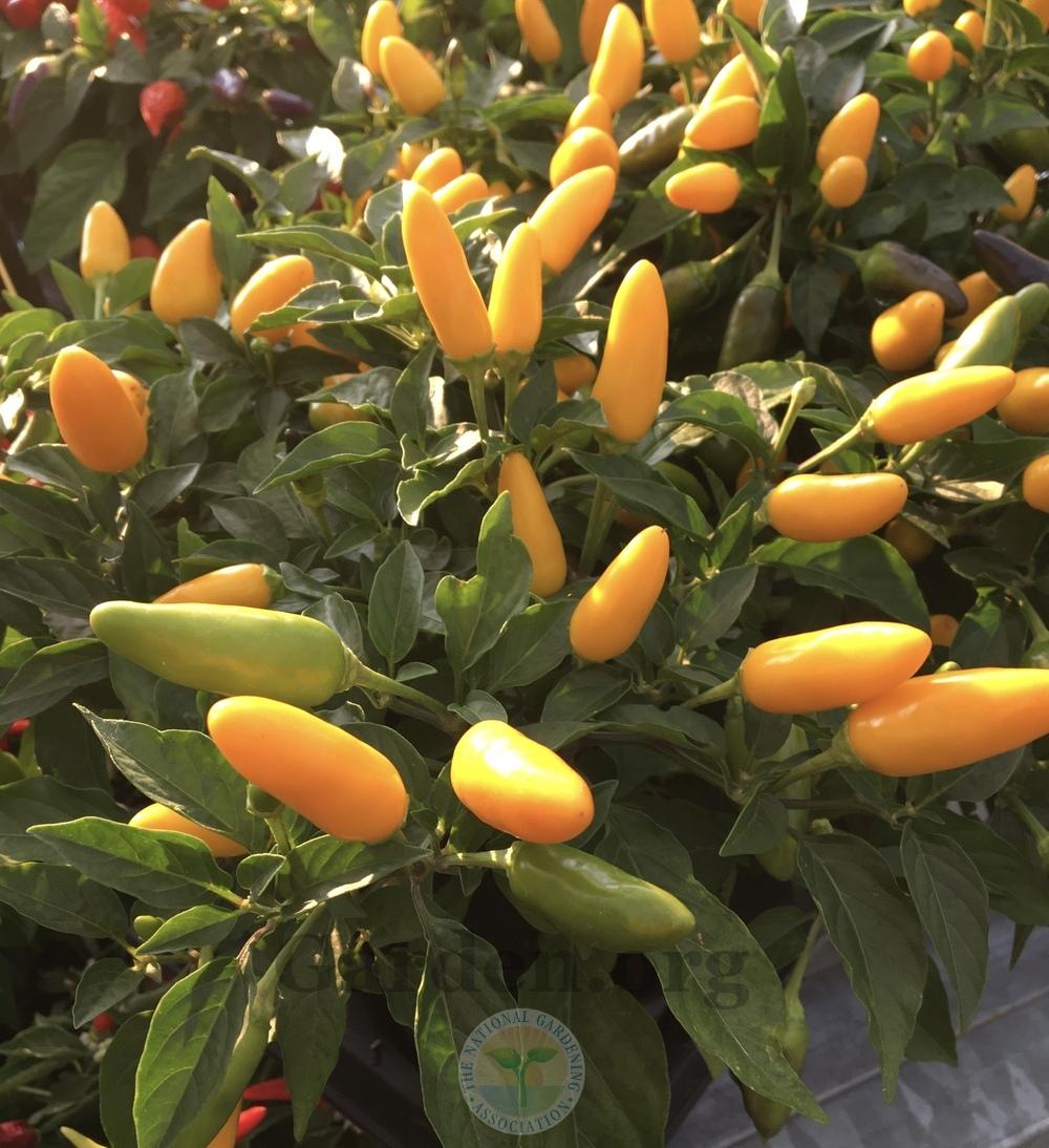 Ornamental Pepper (Capsicum annuum Acapulco™ Yellow) in the Peppers ...