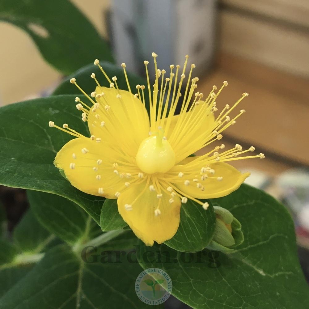 Photo of the bloom of St. John's Wort (Hypericum x inodorum Miracle ...