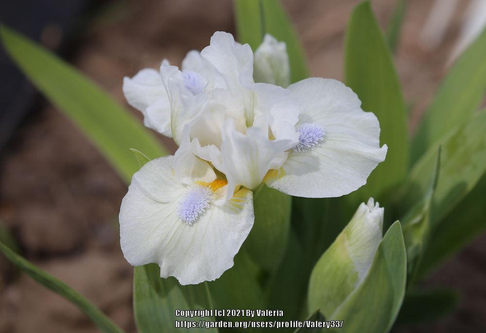 Photo of the bloom of Standard Dwarf Bearded Iris (Iris 'Snow Season ...