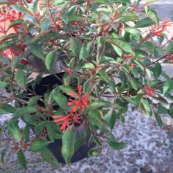 Firebush (Hamelia patens 'Calusa') - Garden.org
