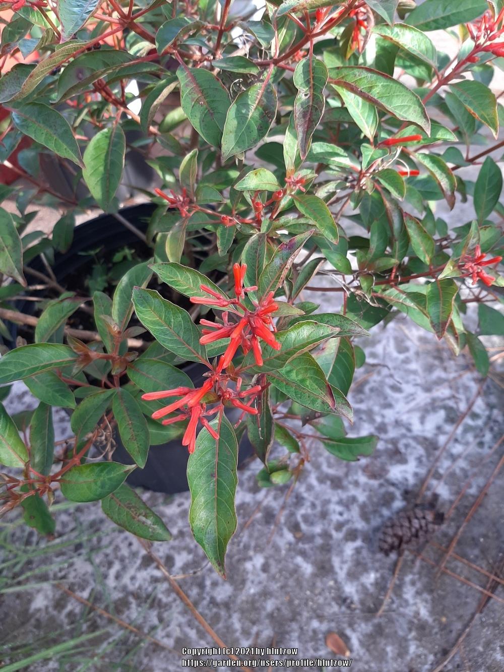 Firebush (Hamelia patens 'Calusa') - Garden.org