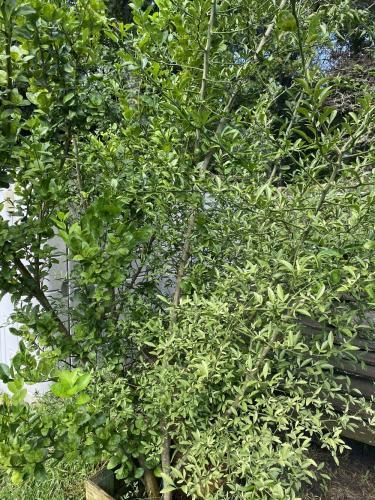 Identifying a citrus tree in the Plant ID forum - Garden.org