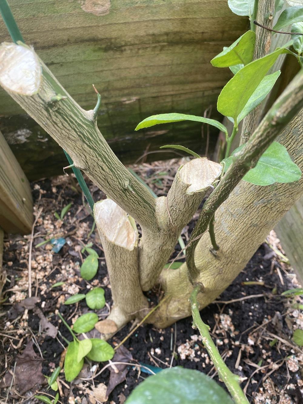 Identifying a citrus tree in the Plant ID forum - Garden.org