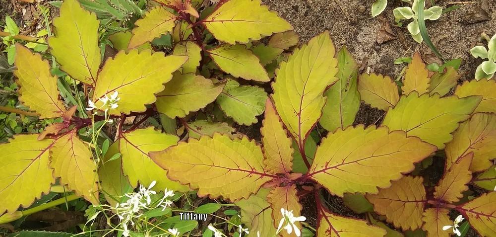 Coleus (Coleus scutellarioides FlameThrower™ Spiced Curry) in the ...