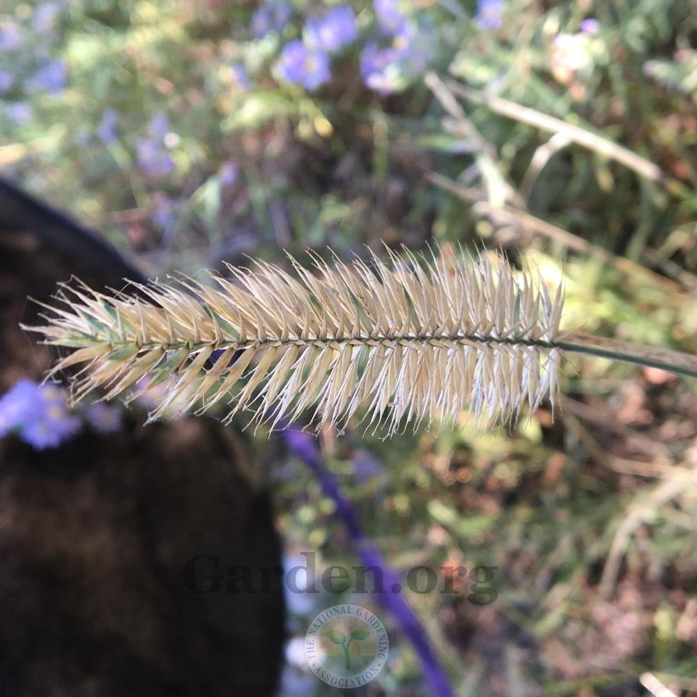 Crested Wheatgrass Seed