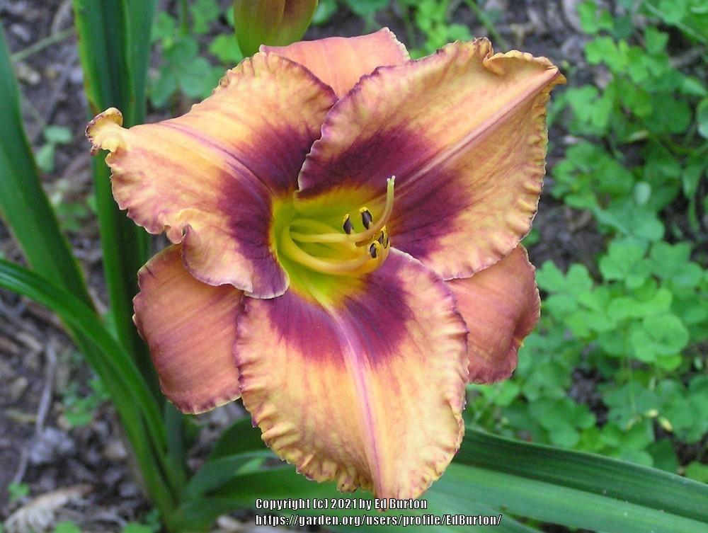 Daylily (Hemerocallis 'Thailand Sunset') in the Daylilies Database ...
