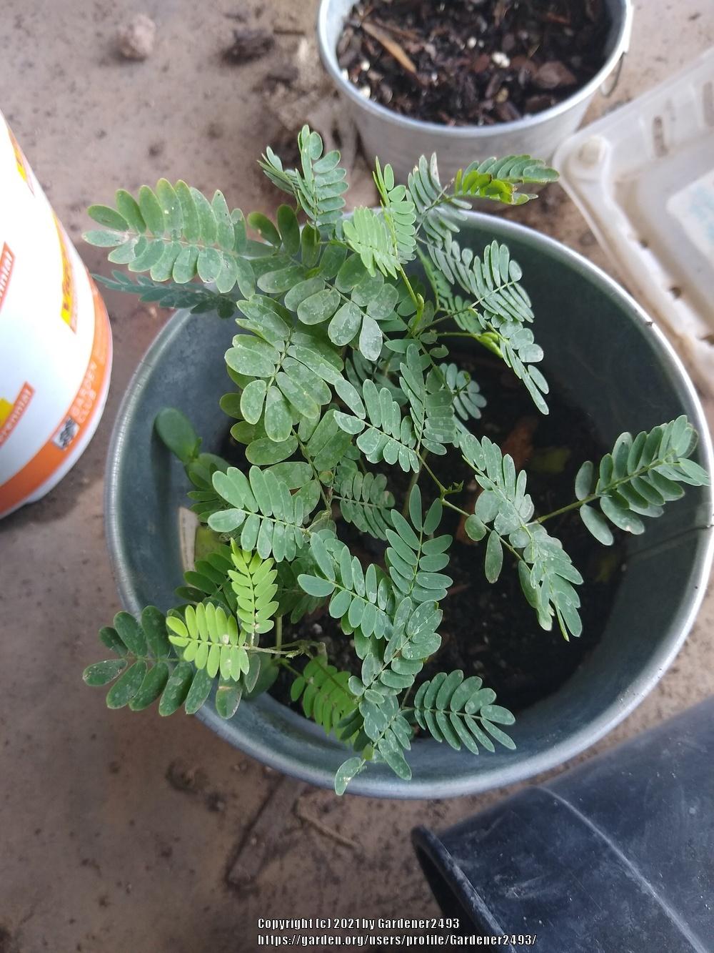 Lead Tree (Leucaena leucocephala) - Garden.org