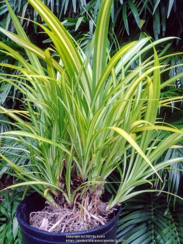 Pandanus in the Plant ID forum - Garden.org