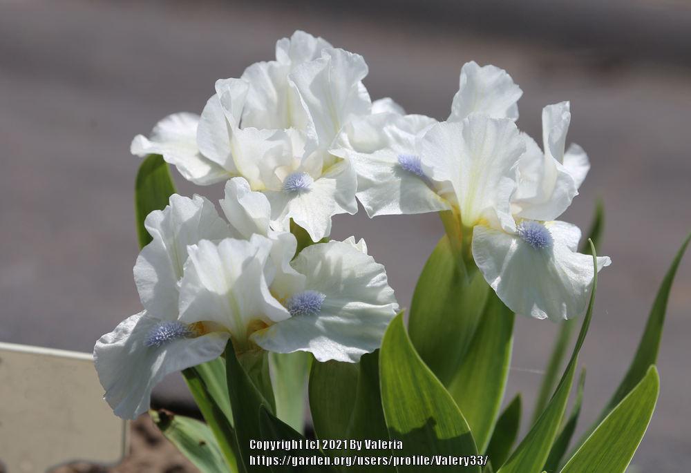 Photo of the bloom of Standard Dwarf Bearded Iris (Iris 'Snow Season ...