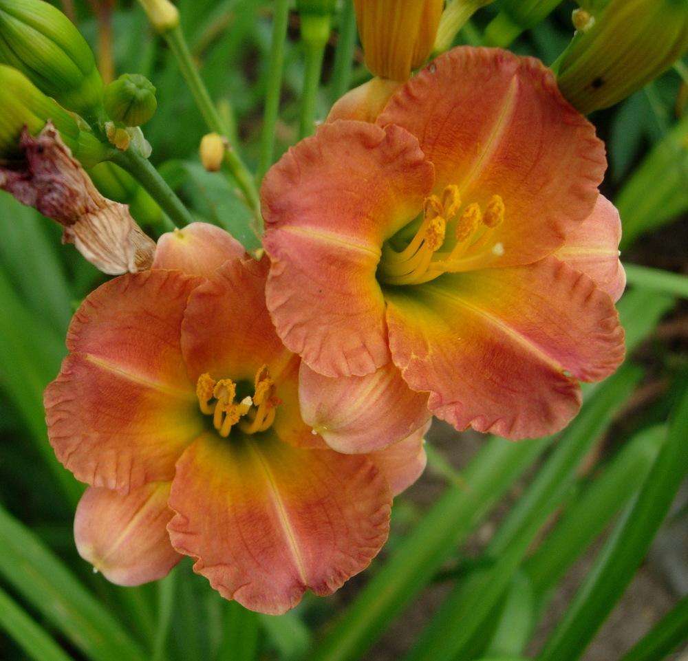 Daylily (Hemerocallis 'Persian Pixie') in the Daylilies Database ...