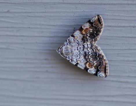 New England Moth ID in the Insect and Bug ID forum - Garden.org