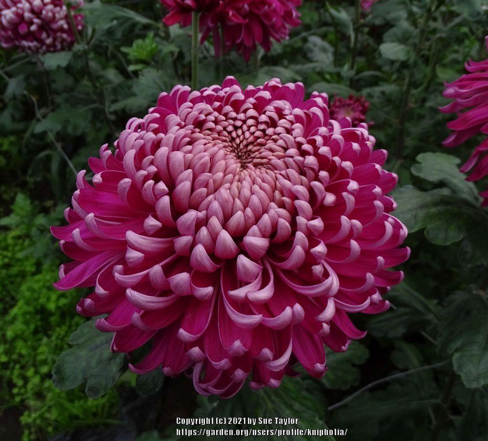 Photo of the bloom of Mum (Chrysanthemum 'Regal Mist') posted by kniphofia - Garden.org