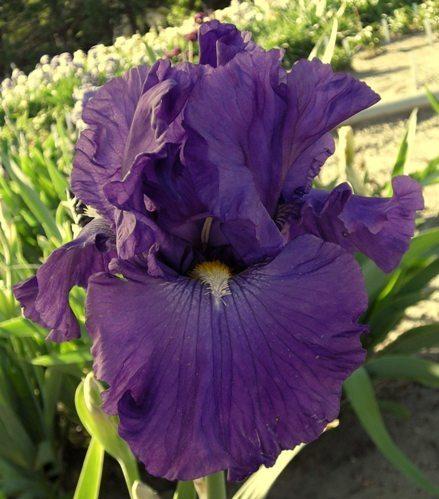 Tall Bearded Iris (Iris 'Super Mom') in the Irises Database - Garden.org