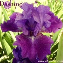 Tall Bearded Iris (Iris 'Dashing') in the Irises Database - Garden.org