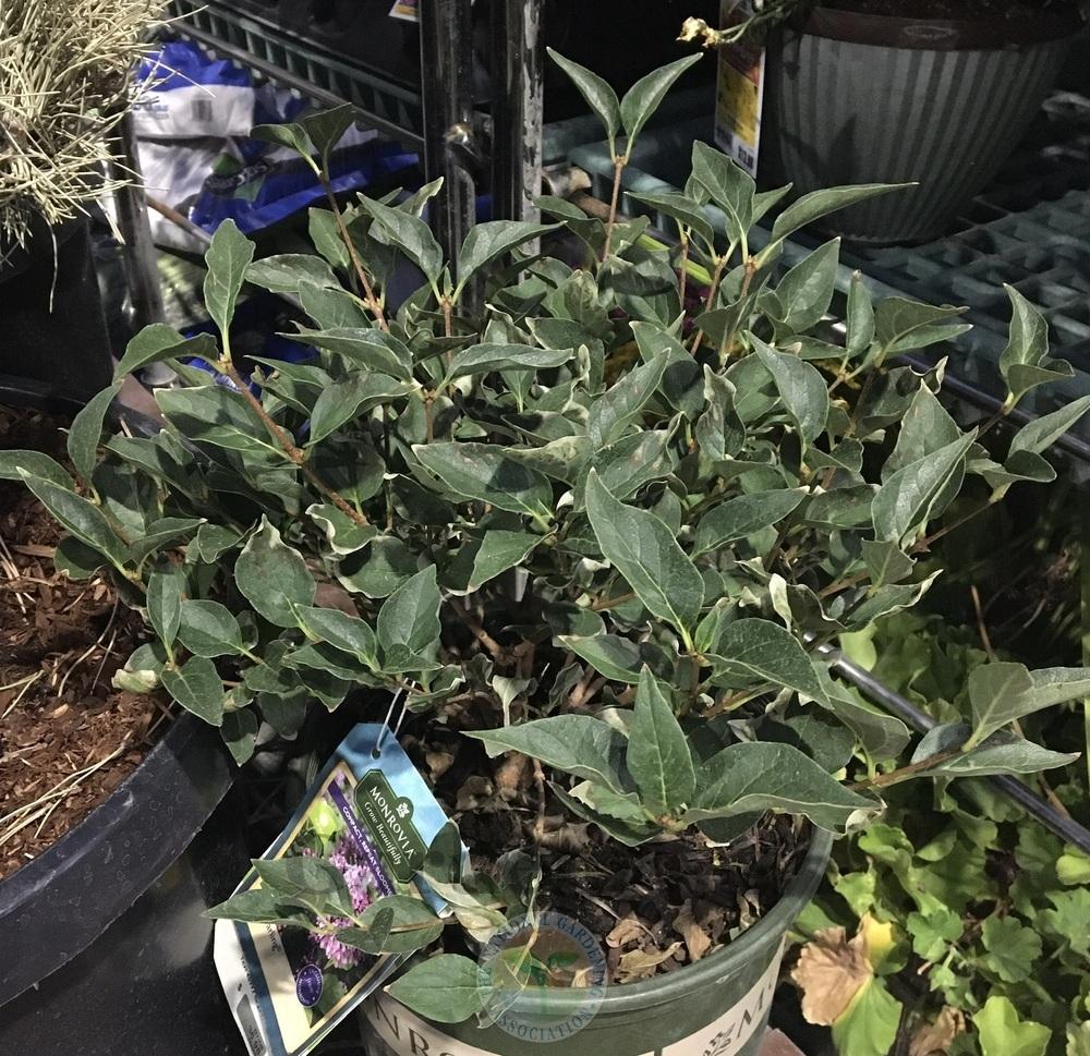 Lilac (Syringa Little Darling®) in the Lilacs Database - Garden.org