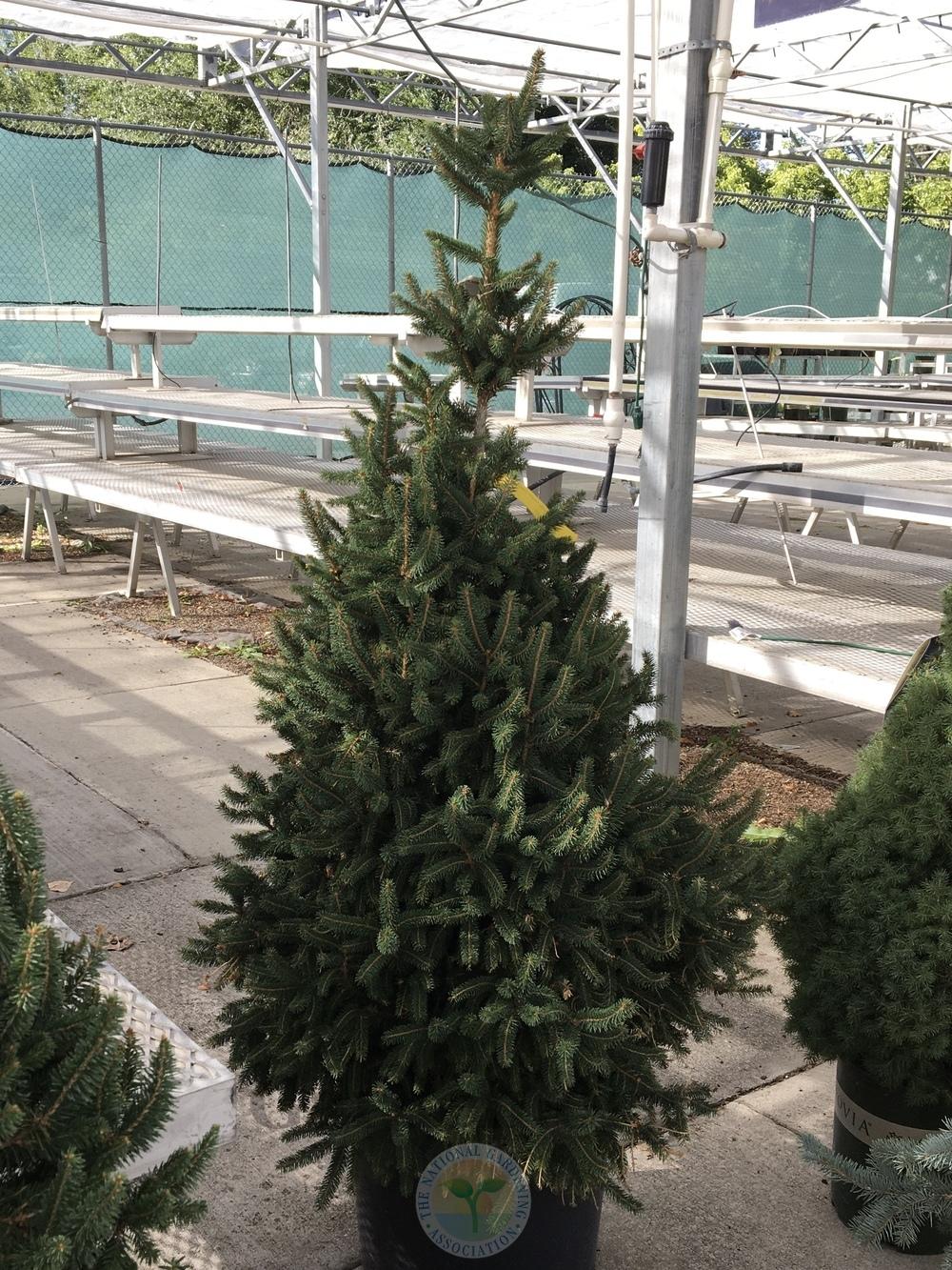 Norway Spruce (Picea abies 'Fastigiata Compacta') in the Spruces ...