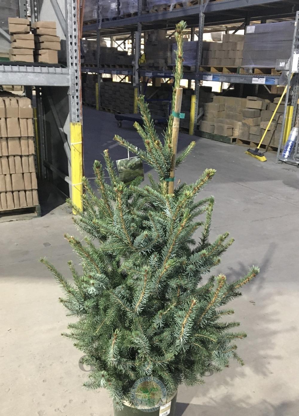 Photo of the seedling or young plant of Serbian Spruce (Picea omorika ...