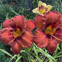 Daylily (Hemerocallis 'Mighty Chestnut') in the Daylilies Database - Garden.org