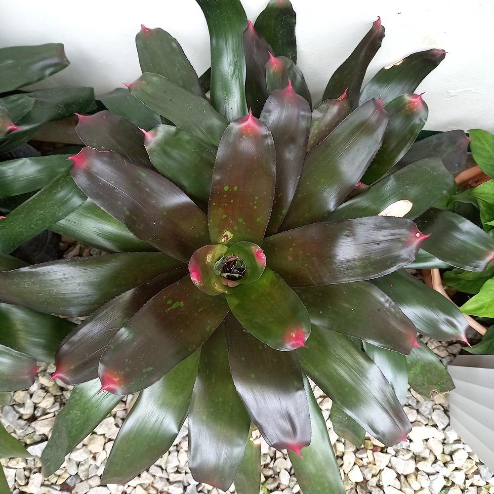 Photo of the entire plant of Bromeliad (Neoregelia 'Royal Burgundy ...
