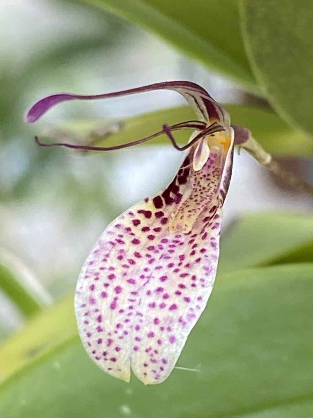 Photo of the bloom of Orchid (Restrepia lansbergii) posted by Ursula ...