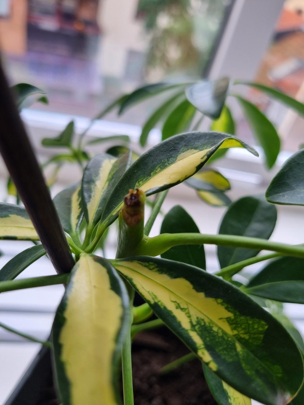 Help! Schefflera stem turning black from top in the Ask a Question ...