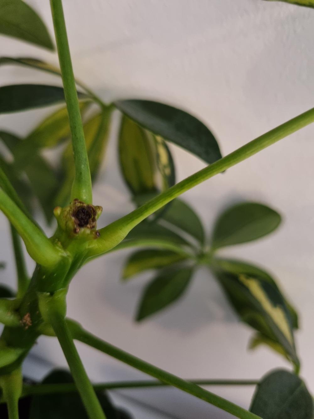 Help! Schefflera stem turning black from top in the Ask a Question forum - Garden.org