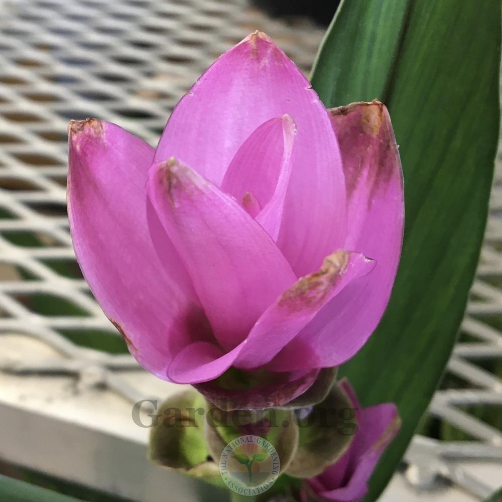 Siam Tulip (Curcuma alismatifolia Siam™ Supreme) - Garden.org