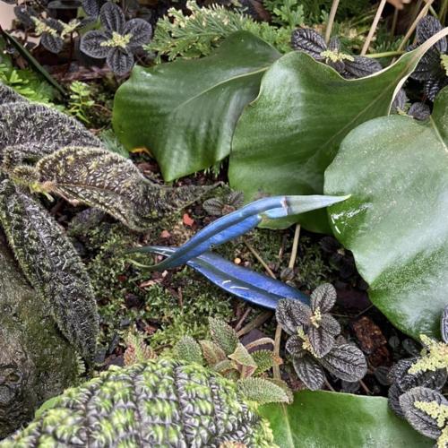 Blue Fern (Microsorum thailandicum) - Garden.org