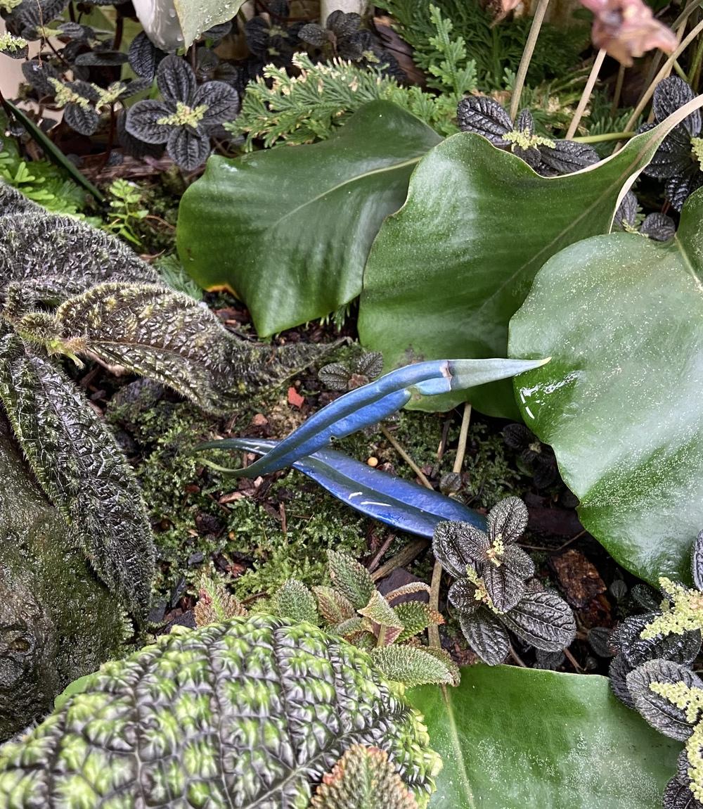 Blue Fern (Microsorum thailandicum) - Garden.org